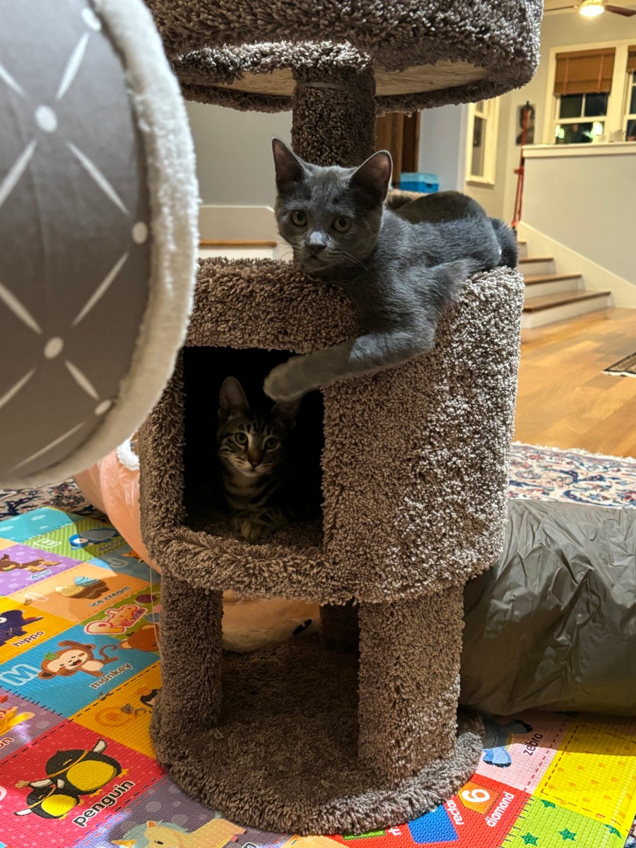 Catitudes – Dirty Laundry Blog by Jennifer Hynes