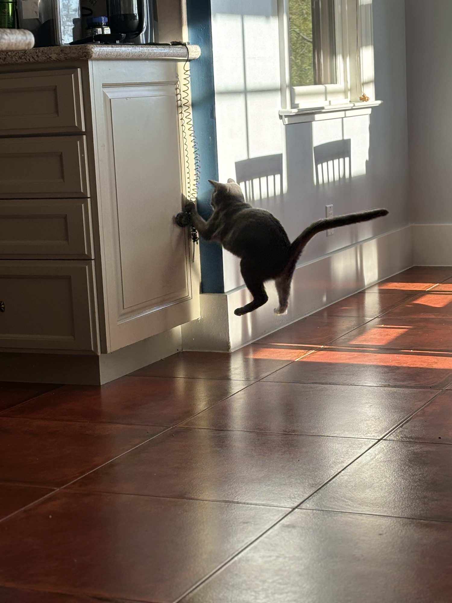 Catitudes Three – Dirty Laundry Blog by Jennifer Hynes